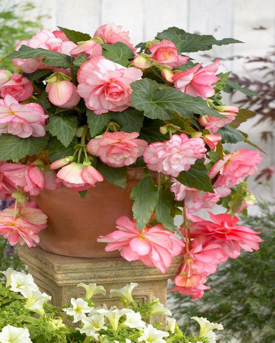 Begonia Cascade Florence from Peter Nyssen flower bulbs and plants