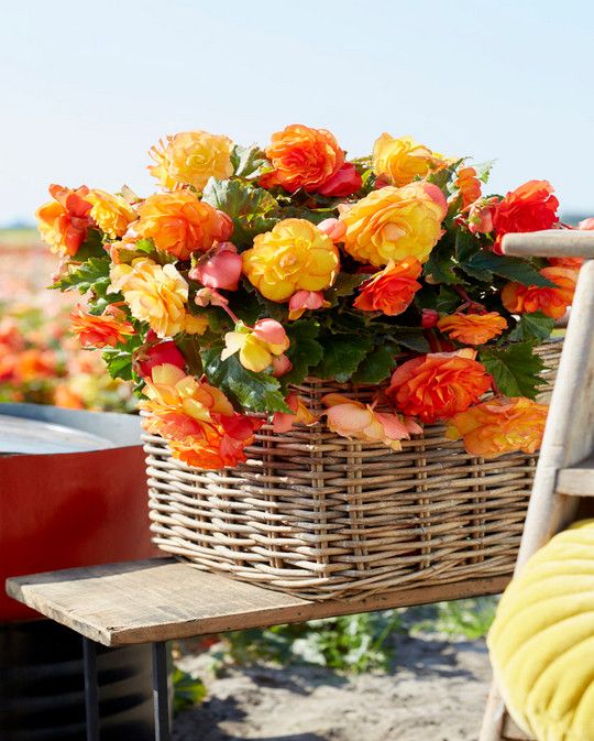 Begonia Cascade Sunray from Peter Nyssen flower bulbs and plants