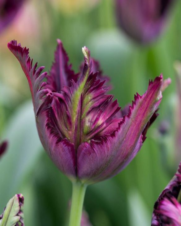 Tulip Black Parrot 11/12 Bulb | Peter Nyssen | Buy Flower Bulbs and Plants Online
