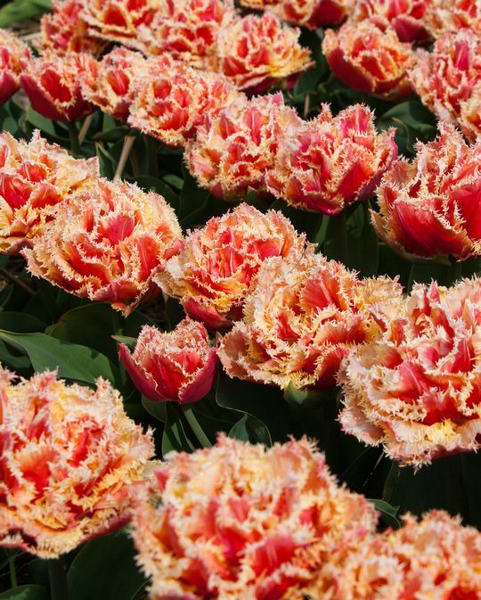 Tulip Brisbane from Peter Nyssen flower bulbs and plants