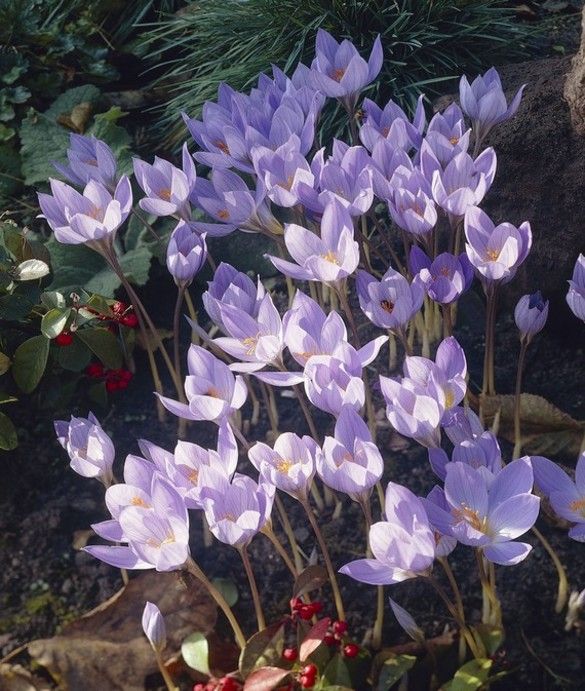 Crocus Speciosus Conqueror Bulb | Peter Nyssen | Buy Flower Bulbs and ...