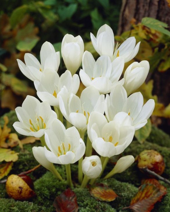 Colchicum Autumnale Album Bulb | Peter Nyssen | Buy Flower Bulbs and ...
