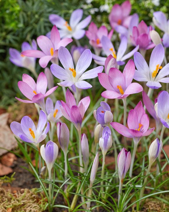 Crocus Tommasinianus Roseus from Peter Nyssen flower bulbs and plants
