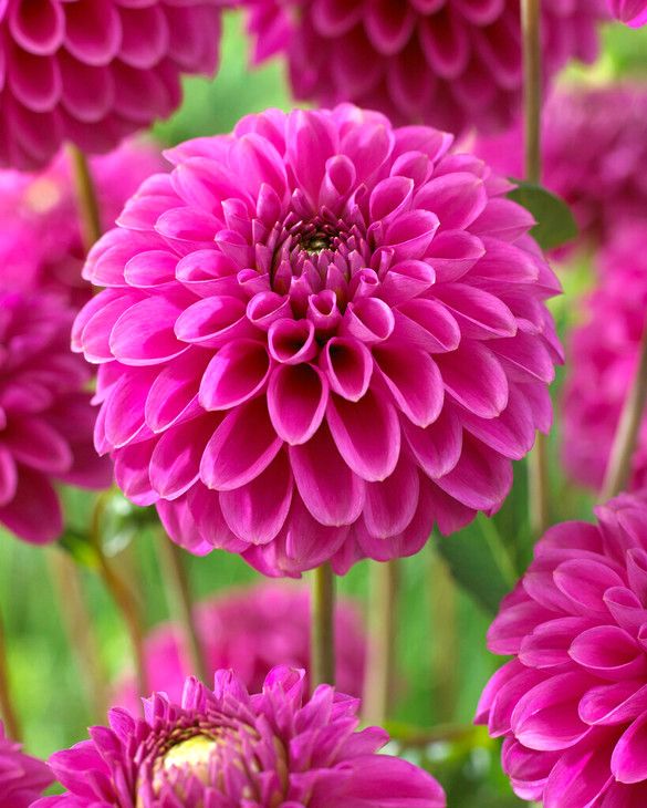 Dahlia Purple Fox