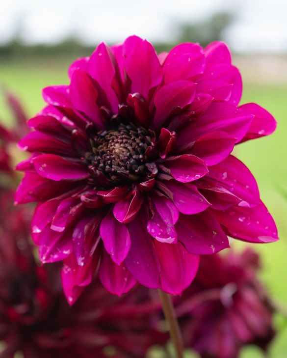 Dahlia Purple Haze from Peter Nyssen flower bulbs and plants