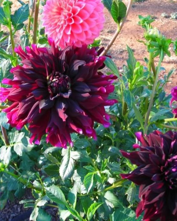 Dahlia Rip City