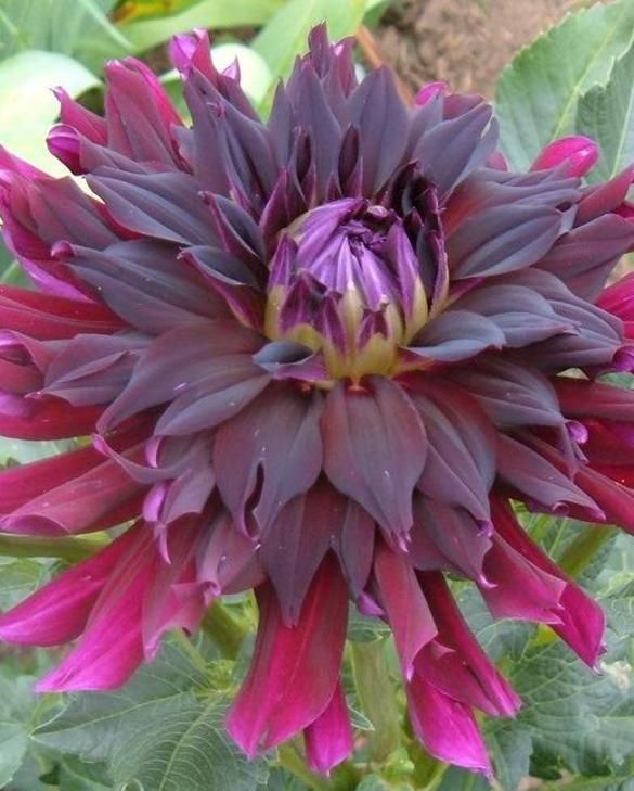 Dahlia Rip City