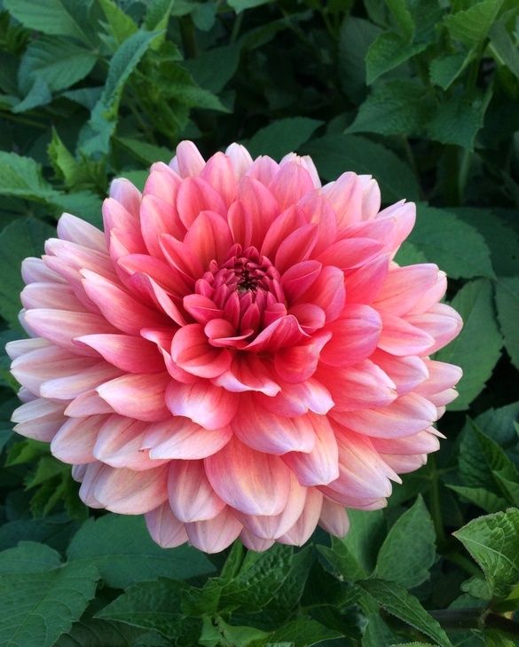 Dahlia Salmon Runner