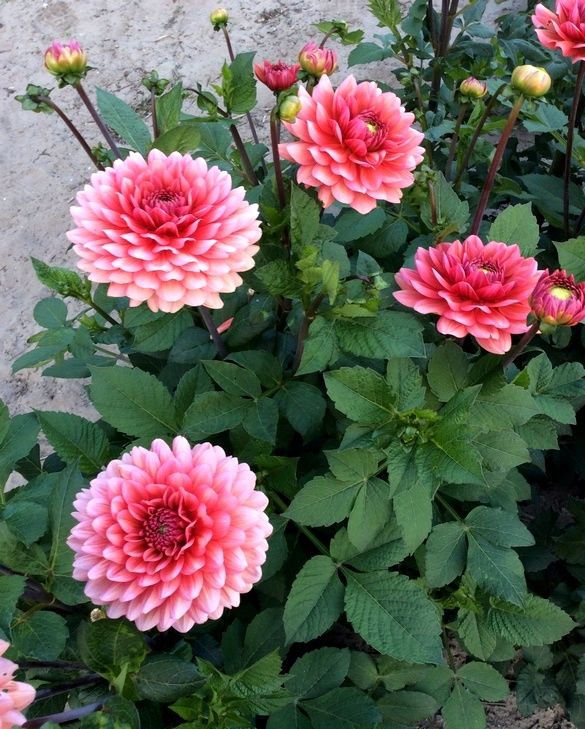 Dahlia Salmon Runner