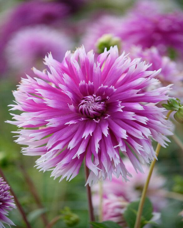 Dahlia Table Dancer from Peter Nyssen flower bulbs and plants