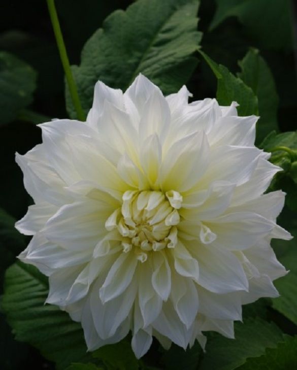 Dahlia White Perfection