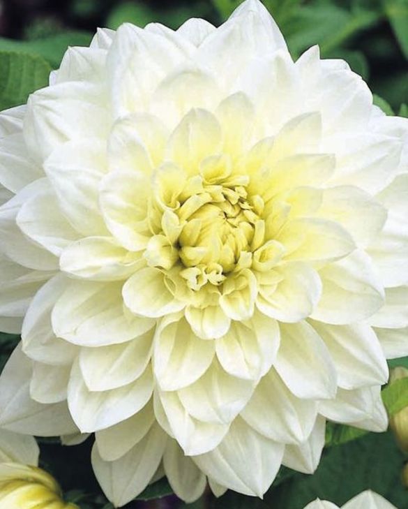 Dahlia White Perfection
