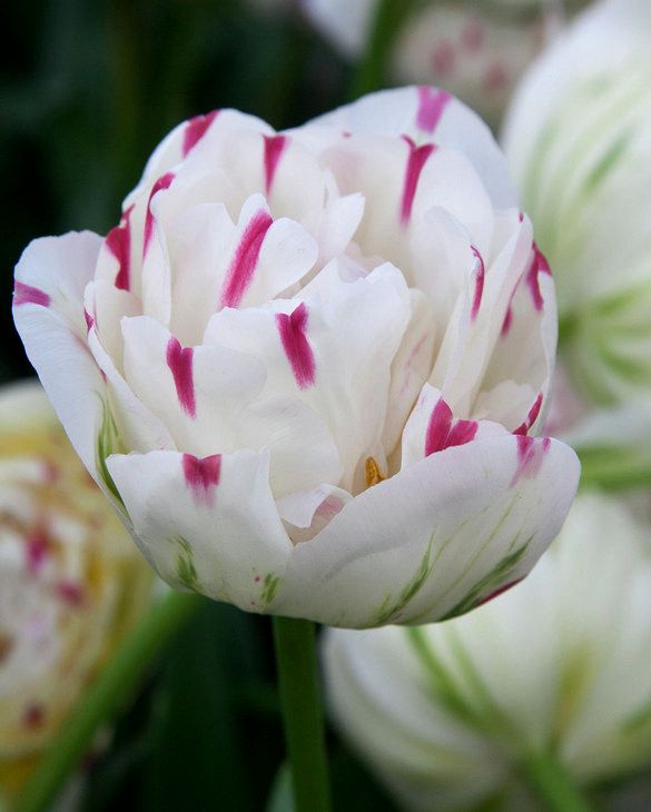Tulip Danceline from Peter Nyssen flower bulbs and plants
