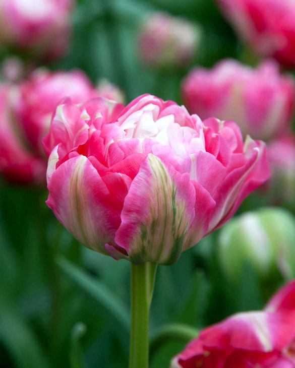 Tulip Double Sugar