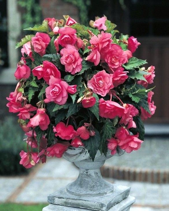 Begonia Cascade Pink