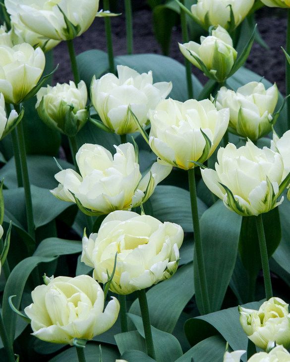 Tulip Exotic Emperor (White Valley) | Peter Nyssen Flower Bulbs and ...