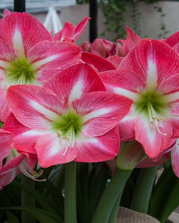 Amaryllis (Hippeastrum) Exposure from Peter Nyssen flower bulbs and plants