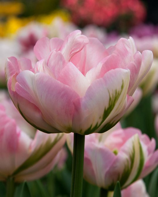 Tulip Finola from Peter Nyssen flower bulbs and plants