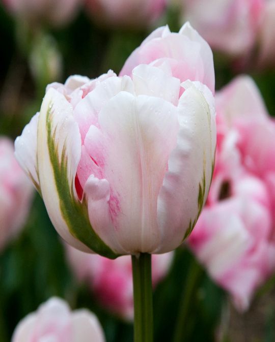Tulip Finola from Peter Nyssen flower bulbs and plants