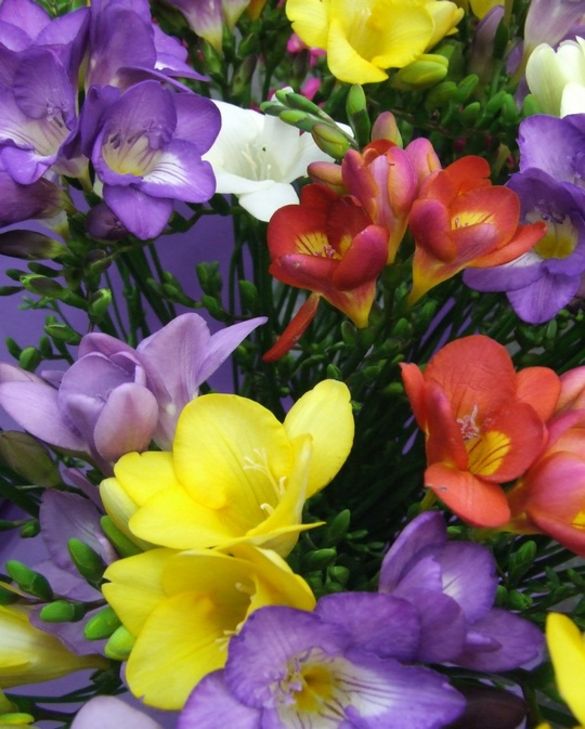 Freesia Single Mixture Bulb | Peter Nyssen | Buy Flower Bulbs and ...