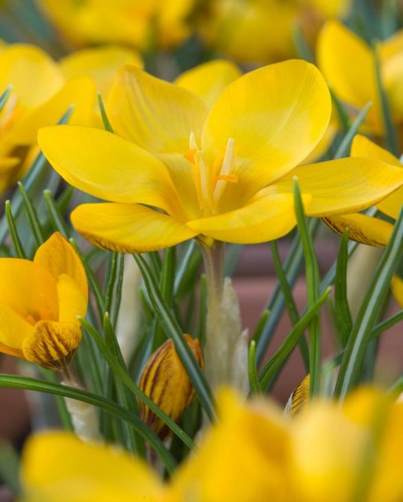 Crocus Chrysanthus Fuscotinctus