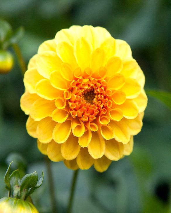 Dahlia Golden Scepter from Peter Nyssen flower bulbs and plants