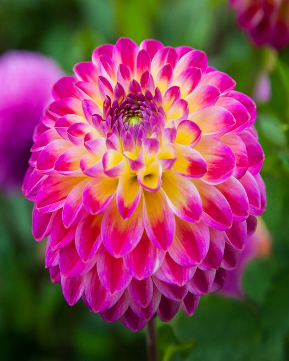 Dahlia Hapet Daydream from Peter Nyssen flower bulbs and plants