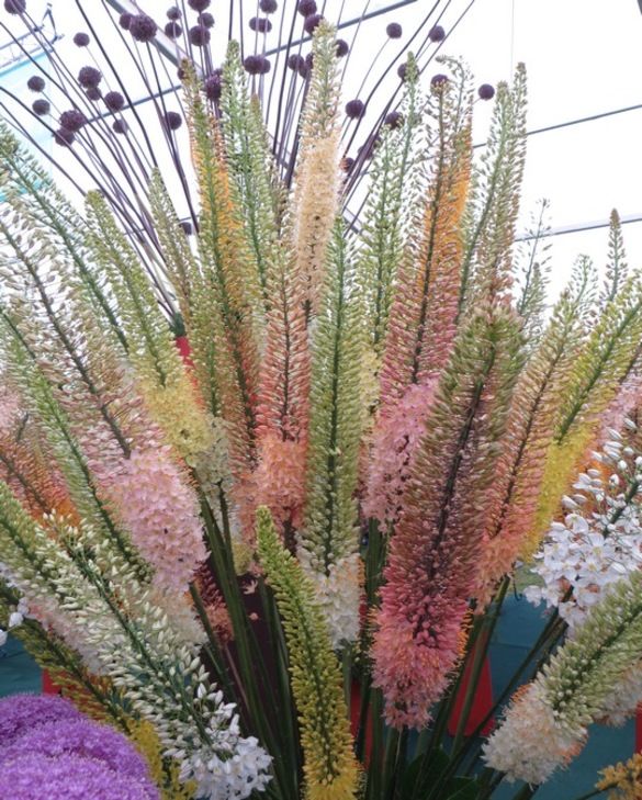 Eremurus Ruiter Hybrids Bulb | Peter Nyssen | Buy Flower Bulbs and ...