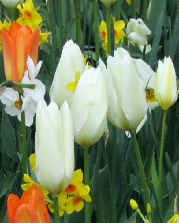 Tulip Purissima (White Emperor)