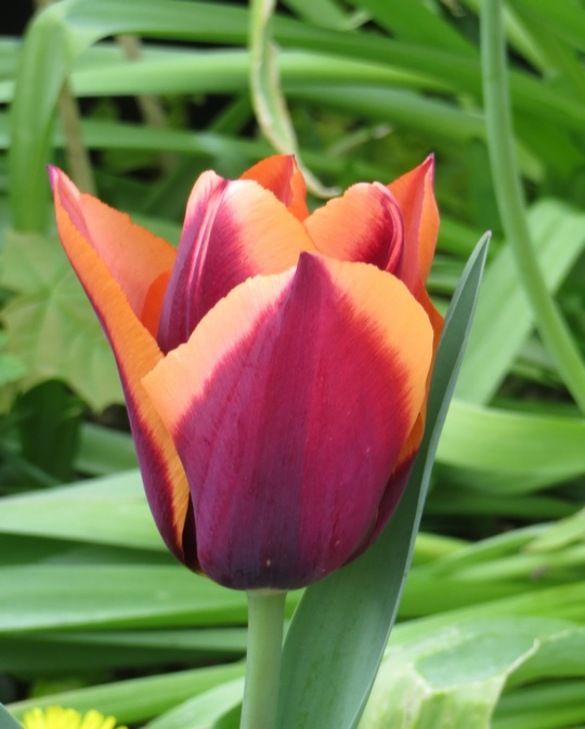 Tulip Slawa
