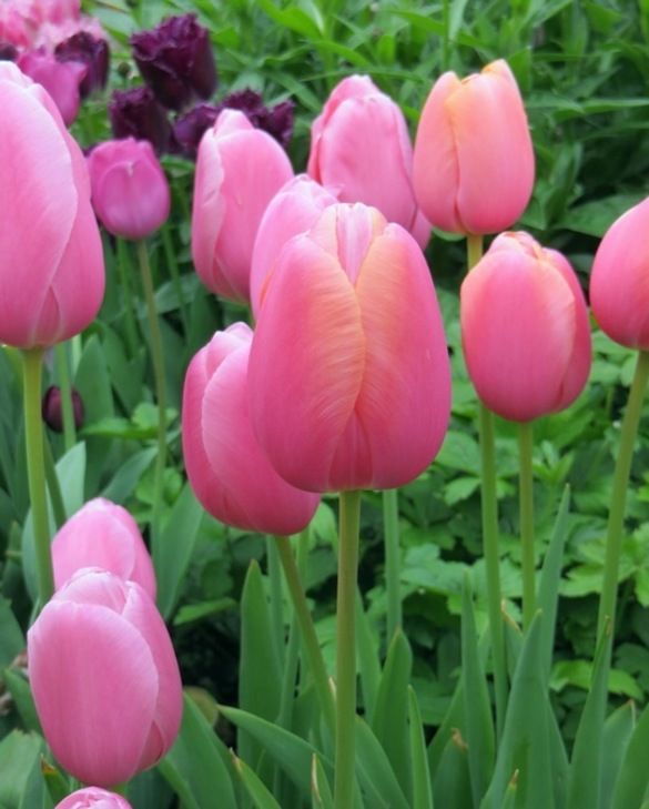 Tulip Menton Bulb | Peter Nyssen | Buy Flower Bulbs and Plants Online