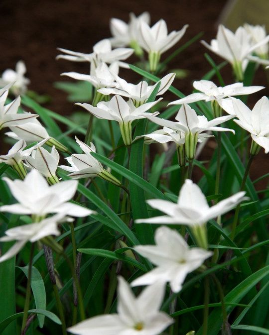 Ipheion Alberto Castillo