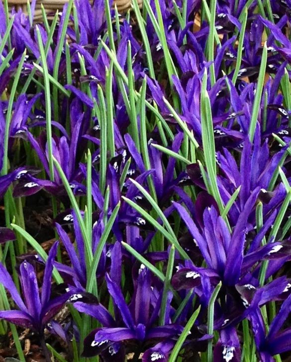 Iris Reticulata Blue Note Bulb | Peter Nyssen | Buy Flower Bulbs and ...