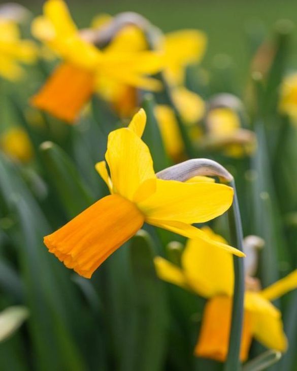 Narcissus Jetfire Bulb | Peter Nyssen | Buy Flower Bulbs and Plants Online