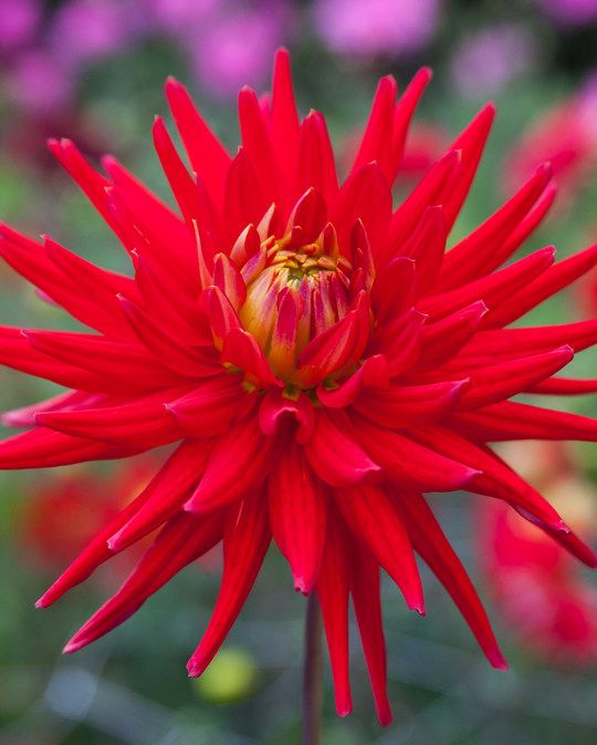Dahlia Karma Red Corona