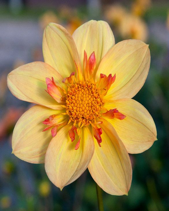 Dahlia Kelsey Anne Joy from Peter Nyssen flower bulbs and plants