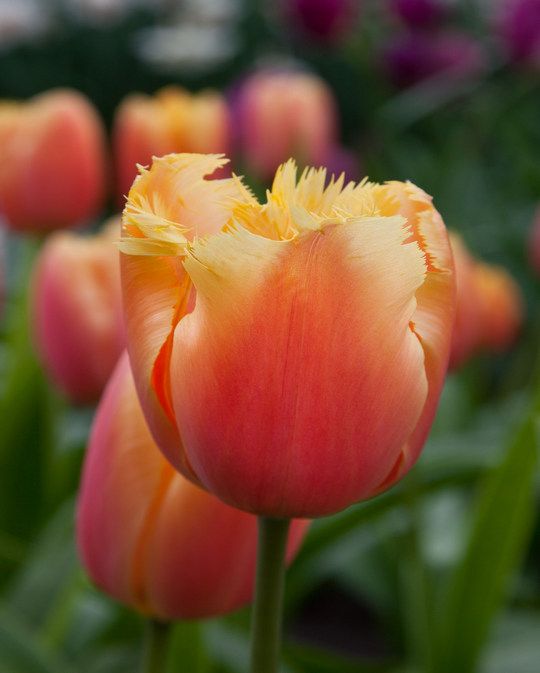 Tulip Lambada from Peter Nyssen flower bulbs and plants