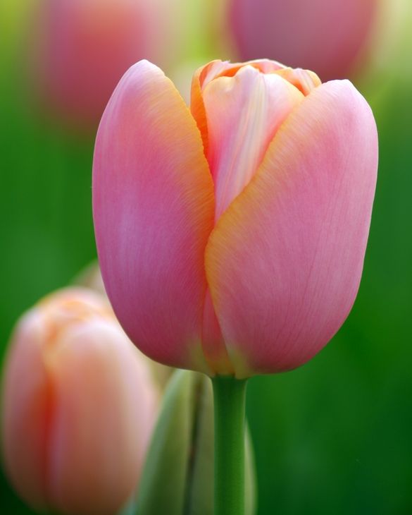 Tulip Menton