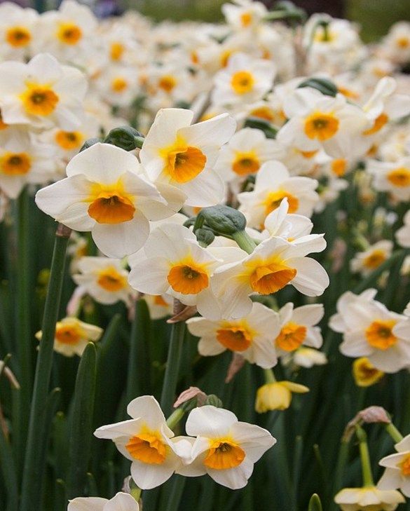 Narcissus Beautiful Eyes