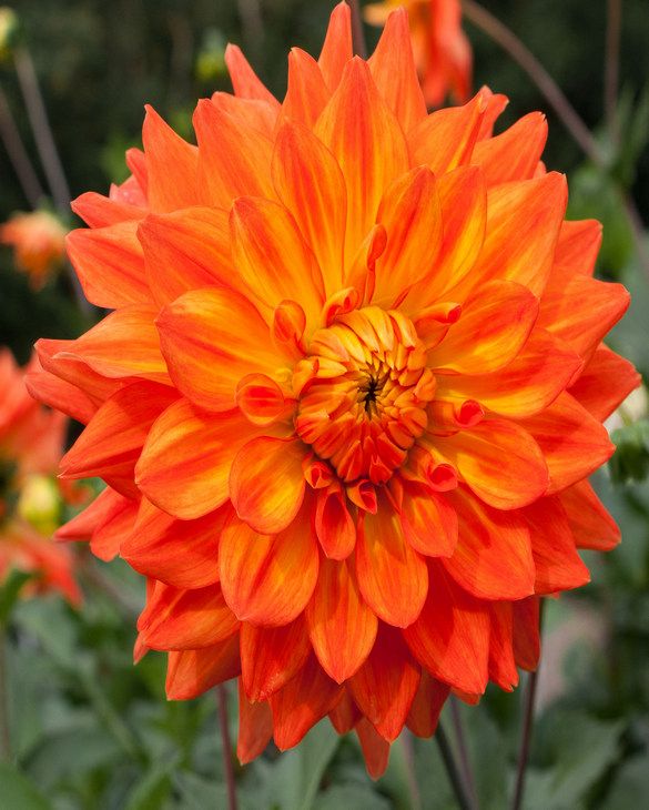 Dahlia Neon Splendour from Peter Nyssen flower bulbs and plants