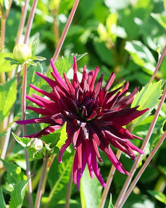 Dahlia Nuit D'ete