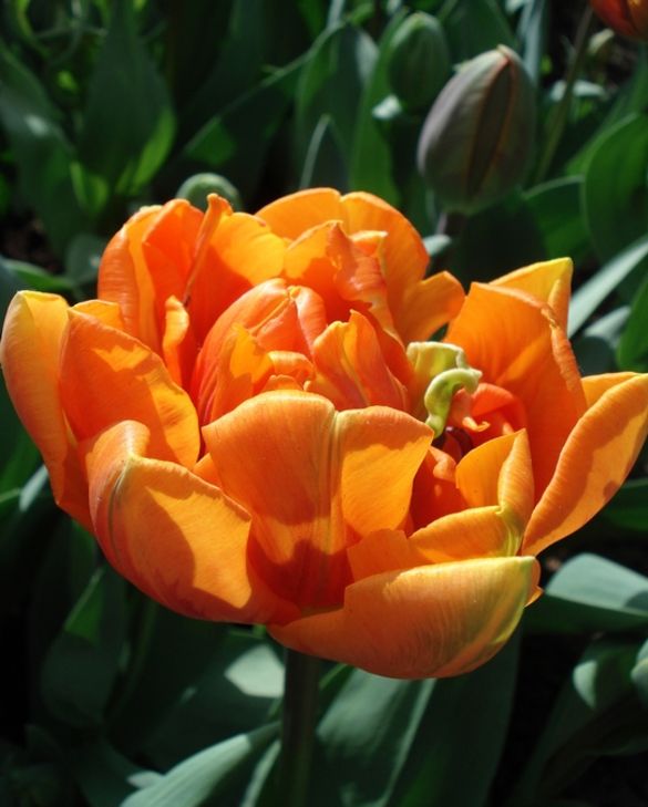 Tulip Orange Princess