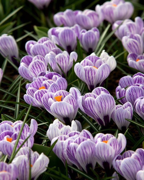 Crocus Pickwick