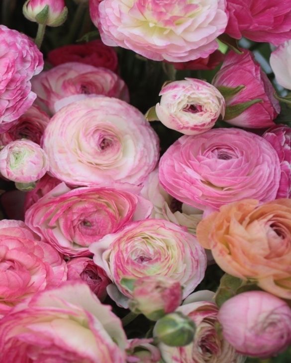 Ranunculus Picotee Pink