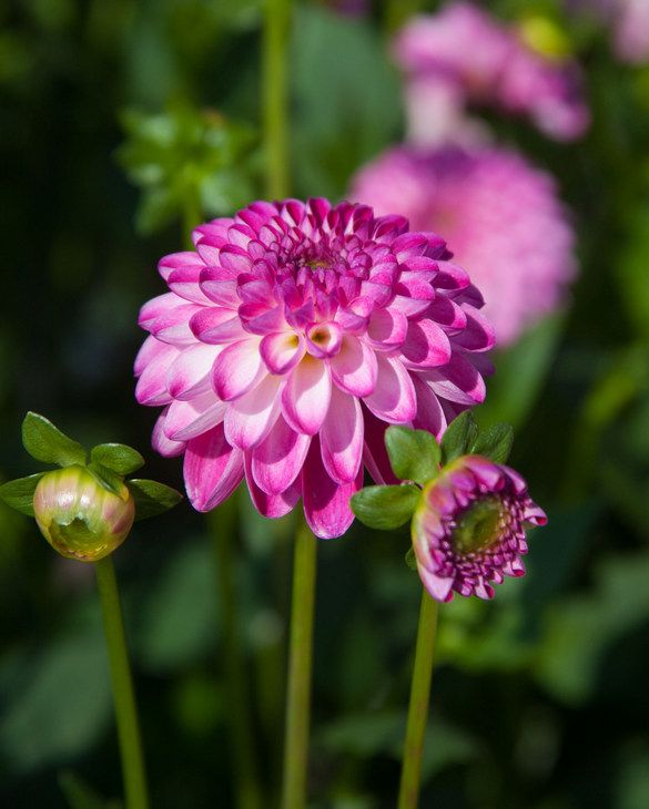Dahlia Pink Isa from Peter Nyssen flower bulbs and plants