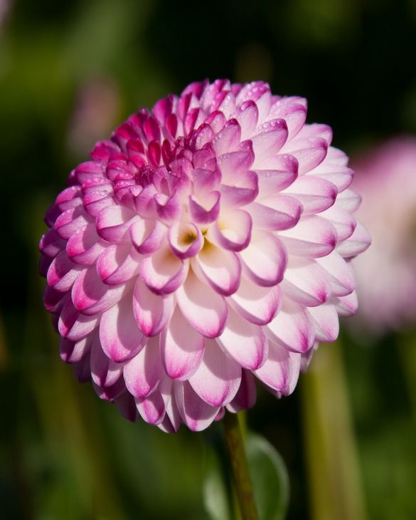 Dahlia Pink Isa from Peter Nyssen flower bulbs and plants