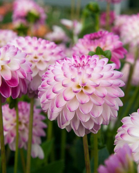 Dahlia Pink Isa from Peter Nyssen flower bulbs and plants