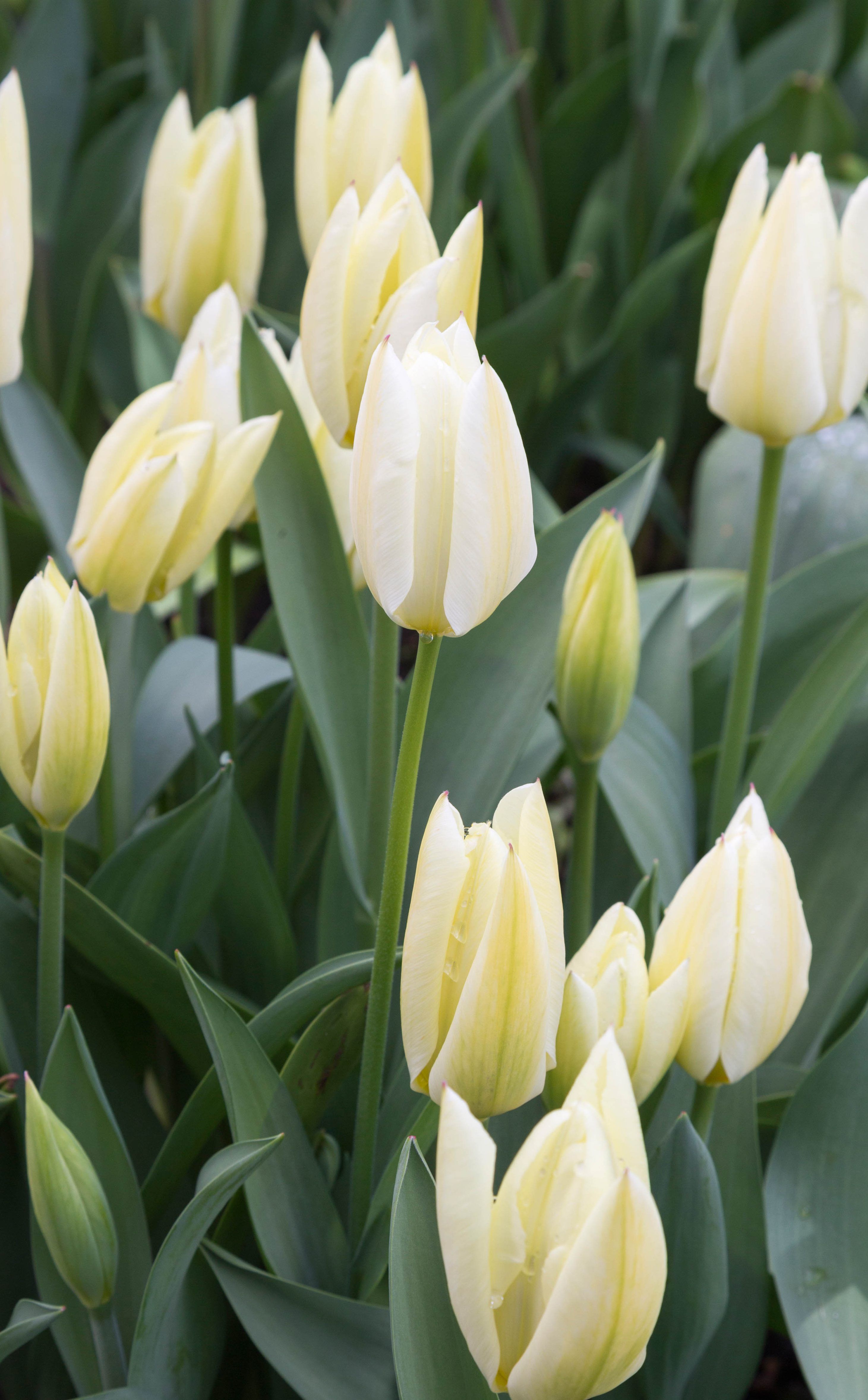 Tulip Purissima (White Emperor)