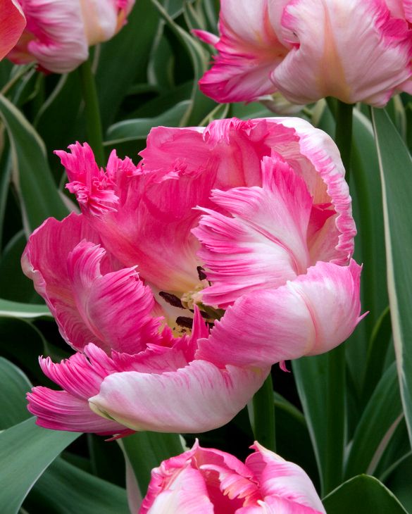 Tulip Silver Parrot from Peter Nyssen flower bulbs and plants