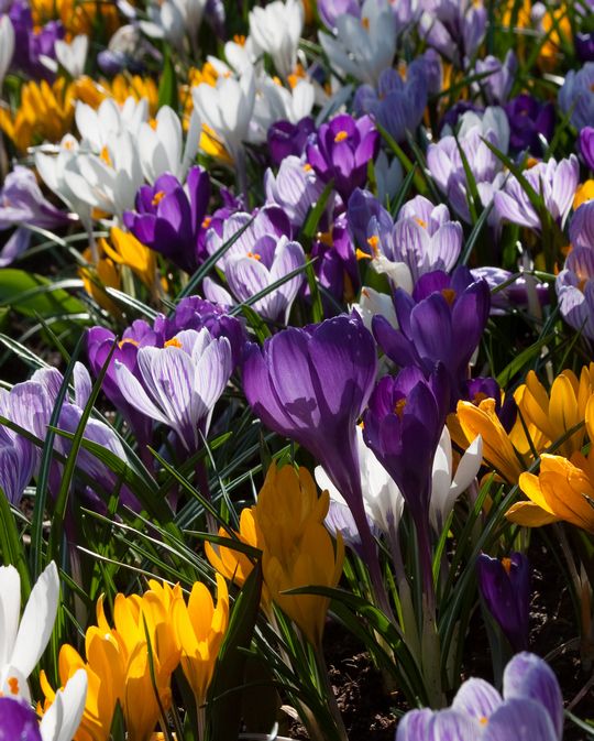 Crocus Mixture